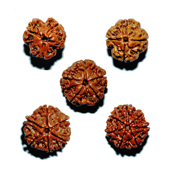 Rudraksha Sets – Rudra and Sons