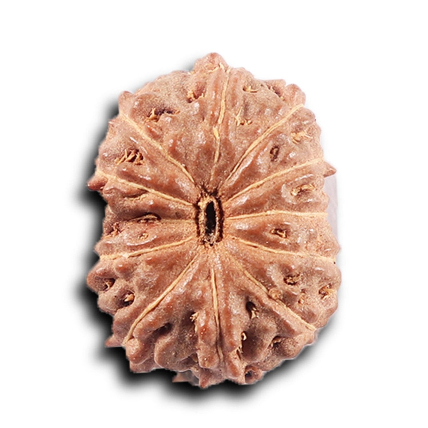 11 Mukhi Indonesian Rudraksha - Bead No. 264 – Rudra and Sons