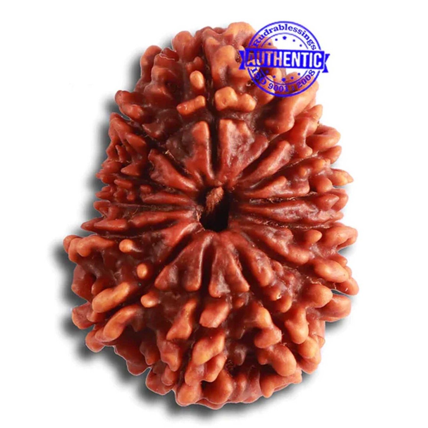 13 Mukhi Nepalese Rudraksha - Bead No. 312 – Rudra and Sons