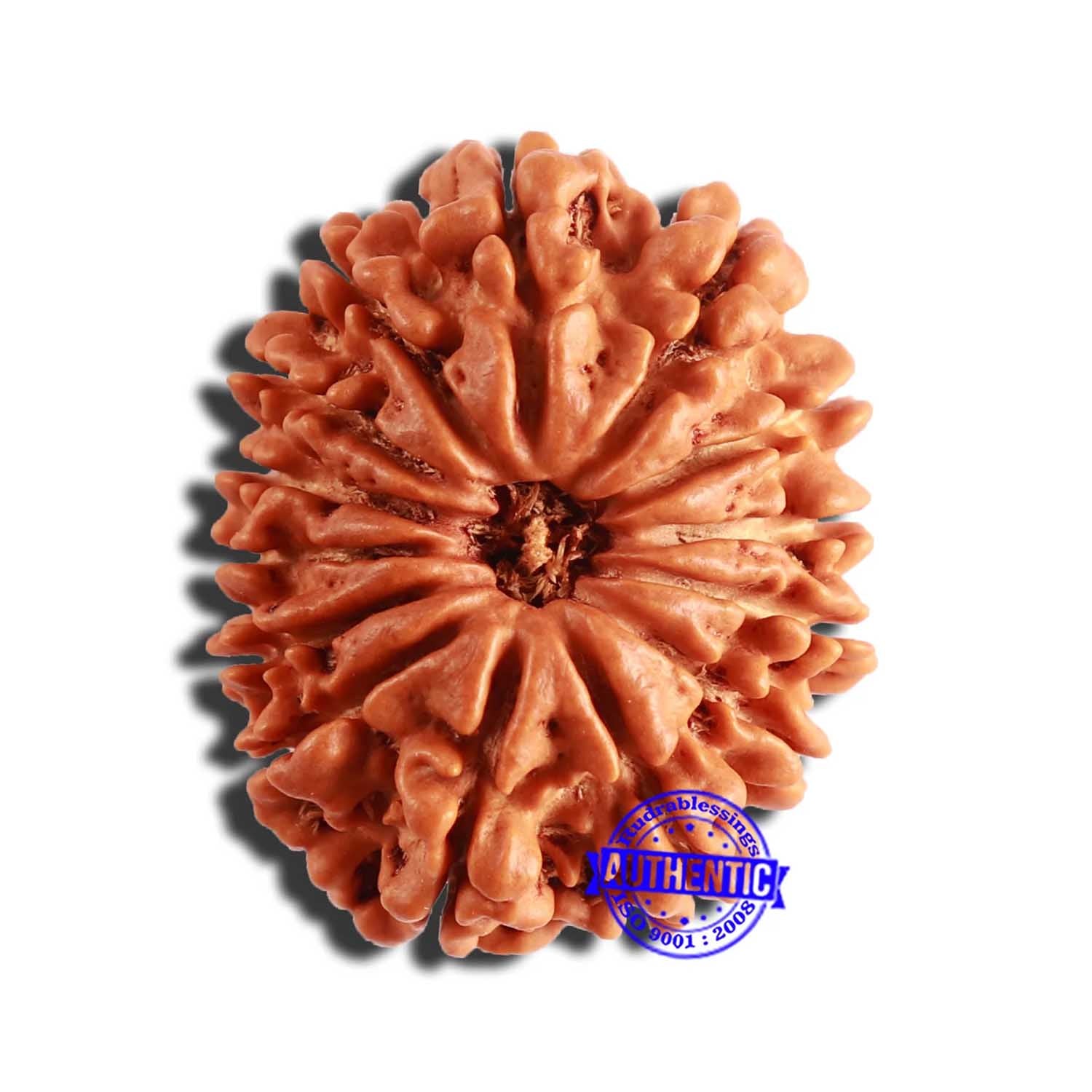 14 Mukhi Nepalese Rudraksha - Bead No. 285 – Rudra and Sons