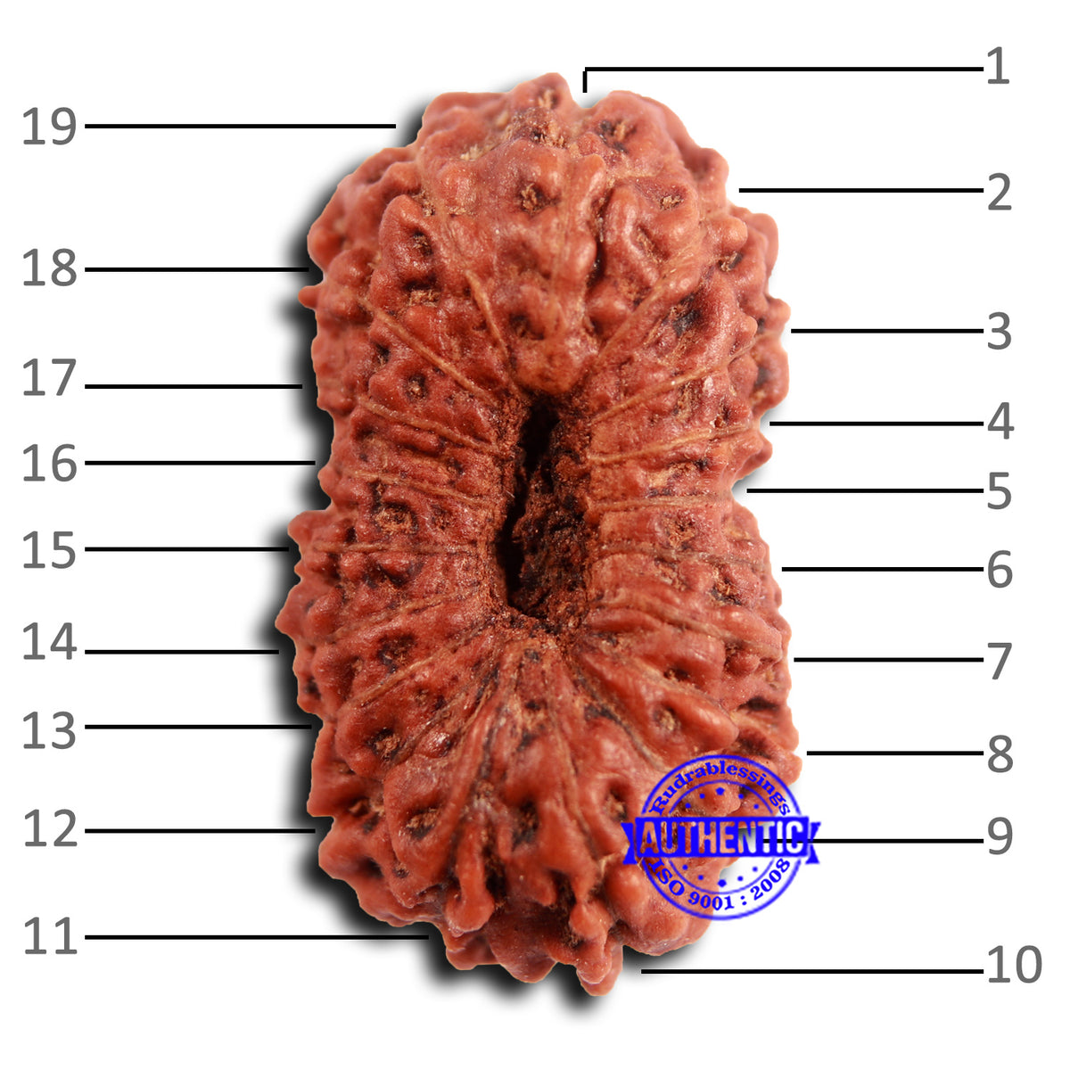 19 Mukhi Indonesian Rudraksha - Bead 111 – Rudra and Sons