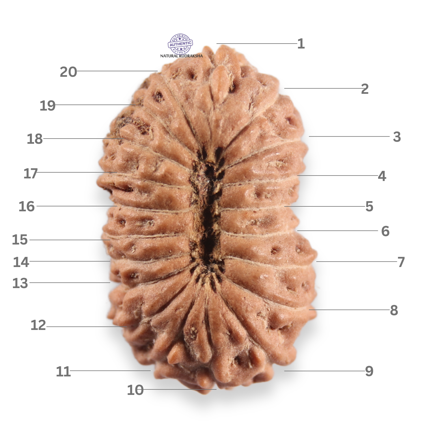 20 Mukhi Indonesian Rudraksha - Bead 112 – Rudra and Sons