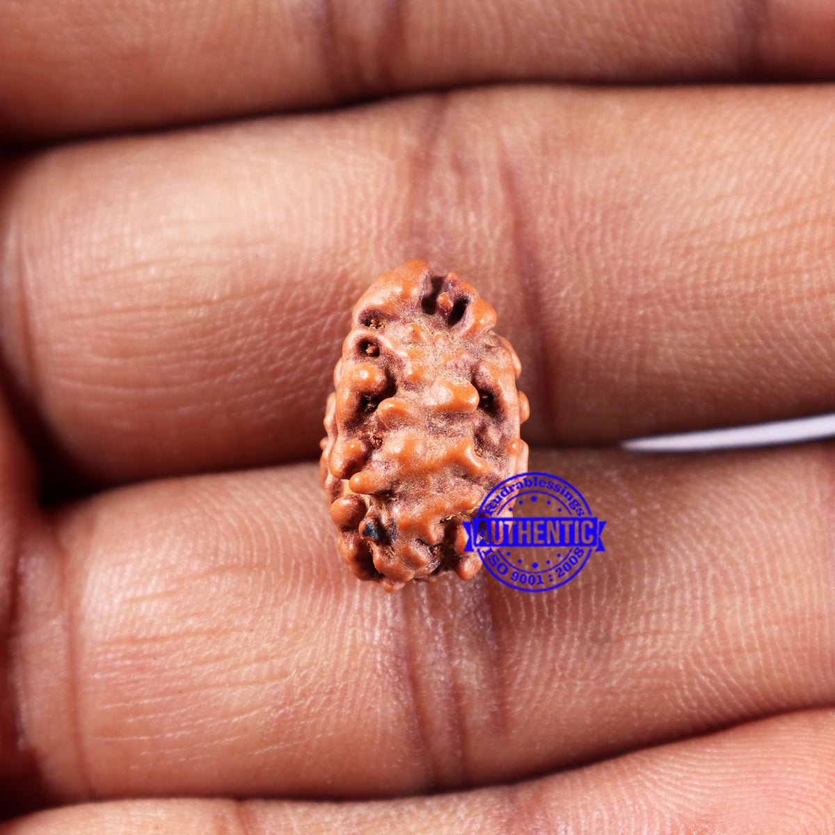 2 Mukhi Rudraksha from Indonesia - Bead No. 236 – Rudra and Sons