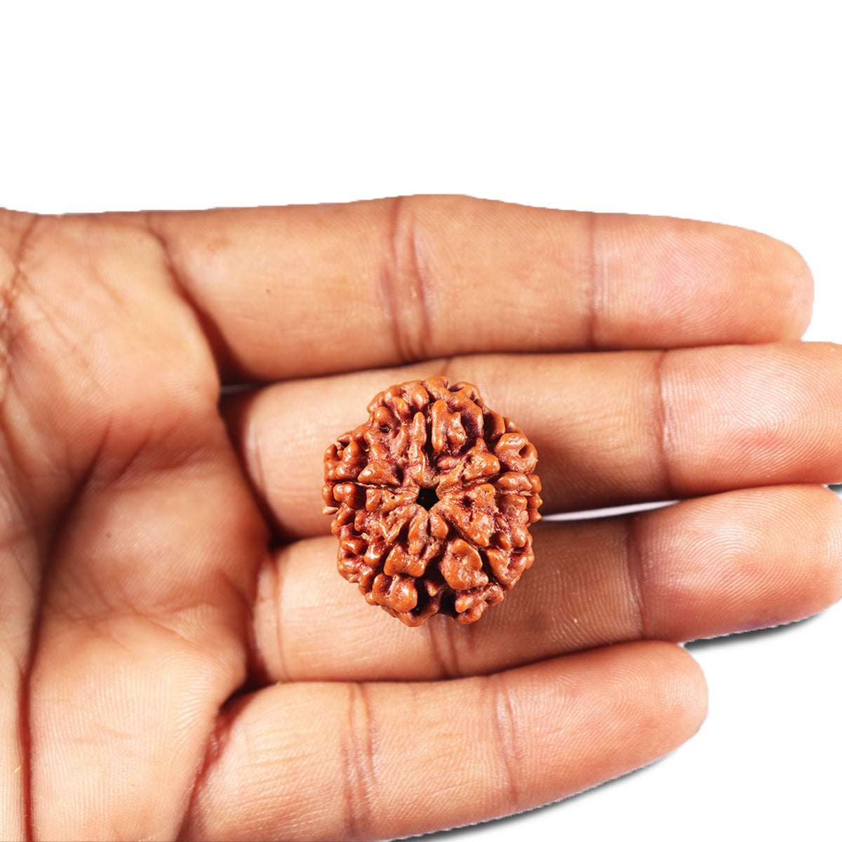 5 Mukhi Rudraksha from Nepal - Bead No. 459 – Rudra and Sons