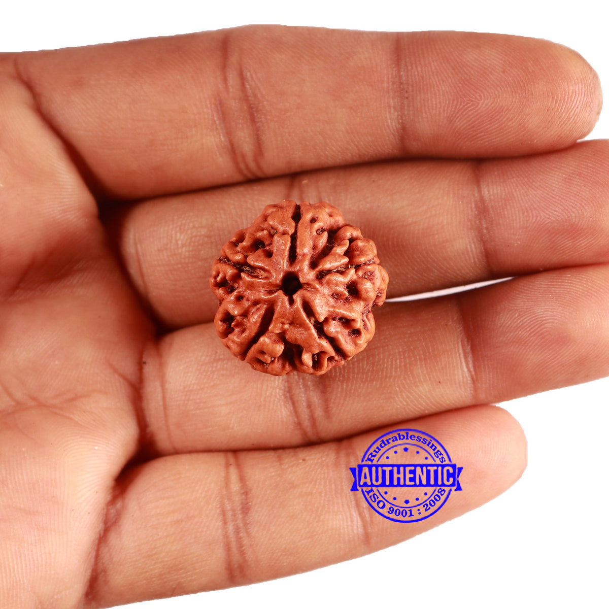5 Mukhi Rudraksha from Nepal - Bead No. 411 – Rudra and Sons