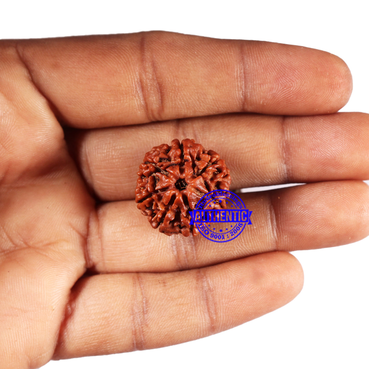 7 Mukhi Nepalese Rudraksha - Bead No 666 – Rudra and Sons