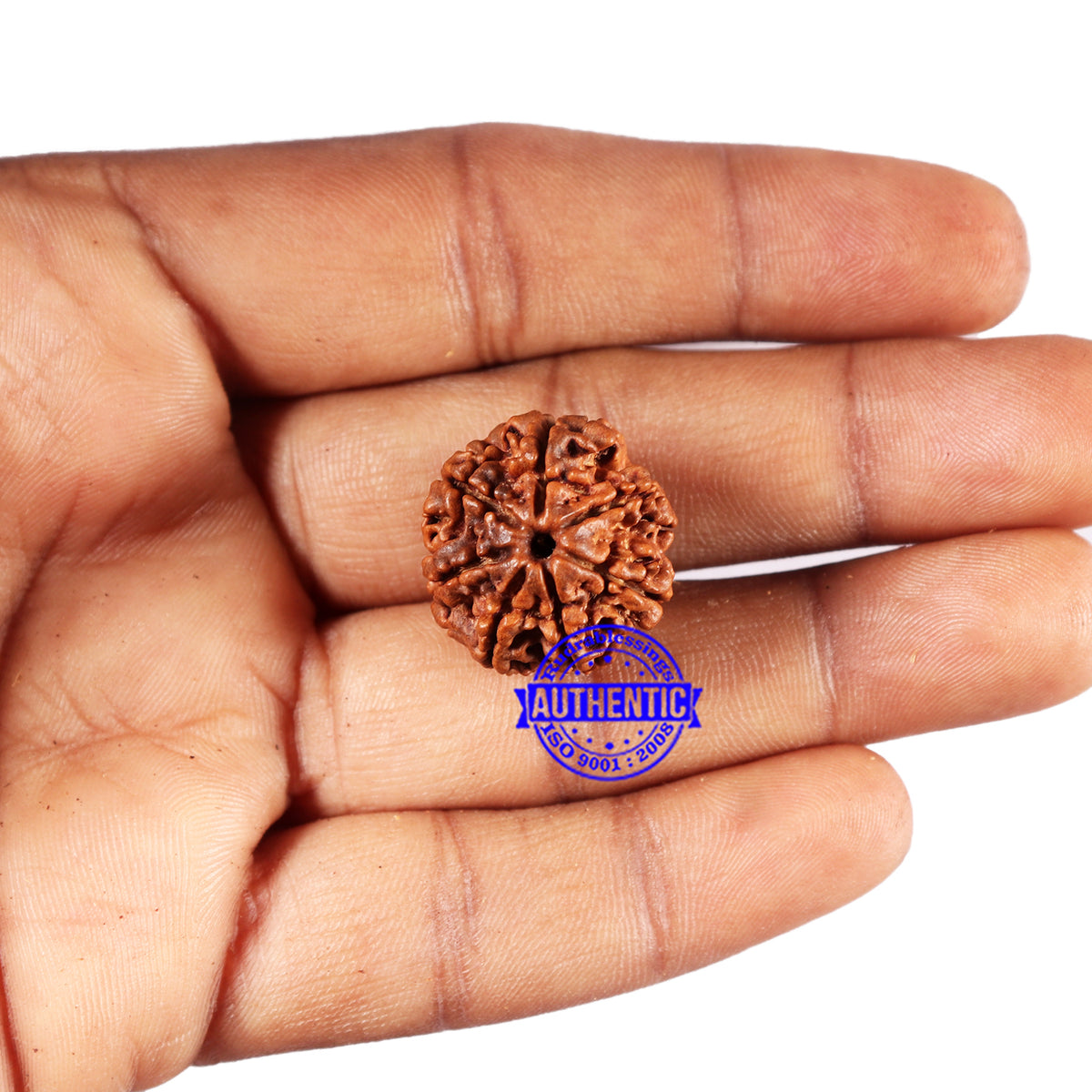 7 Mukhi Nepalese Rudraksha - Bead No 689 – Rudra and Sons