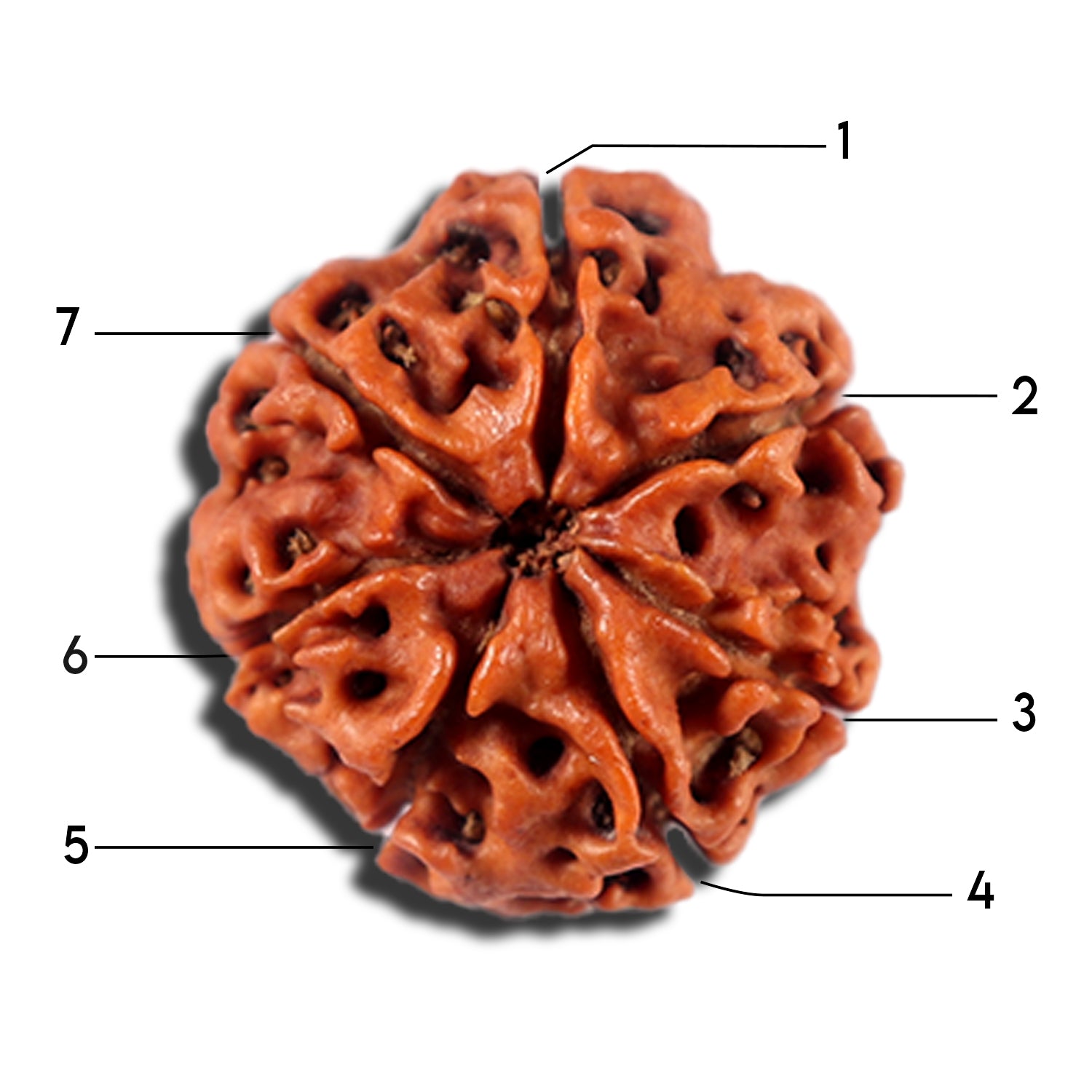7 Mukhi Nepalese Rudraksha - Bead No 1 – Rudra and Sons