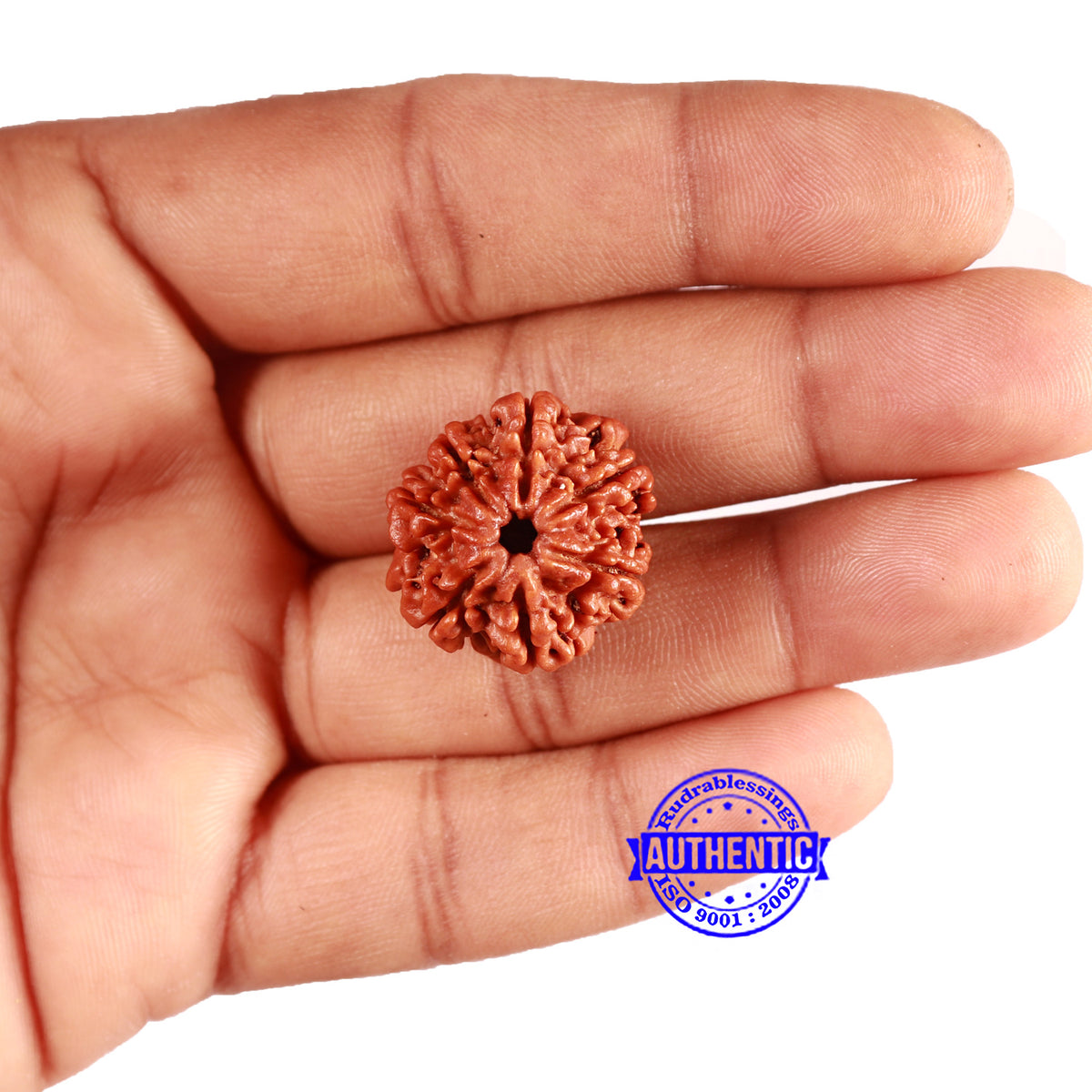7 Mukhi Nepalese Rudraksha - Bead No 613 – Rudra and Sons