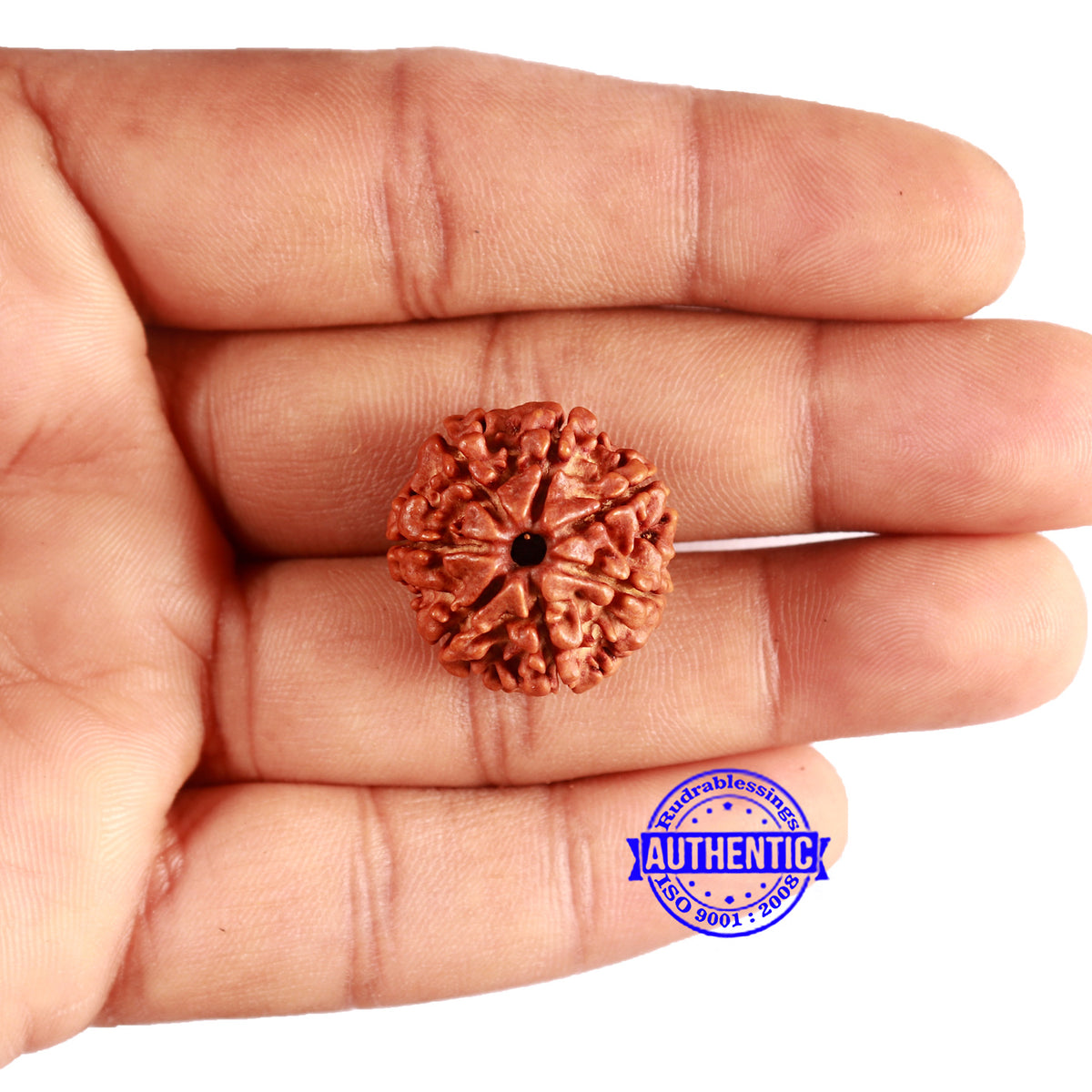 7 Mukhi Nepalese Rudraksha - Bead No 615 – Rudra and Sons