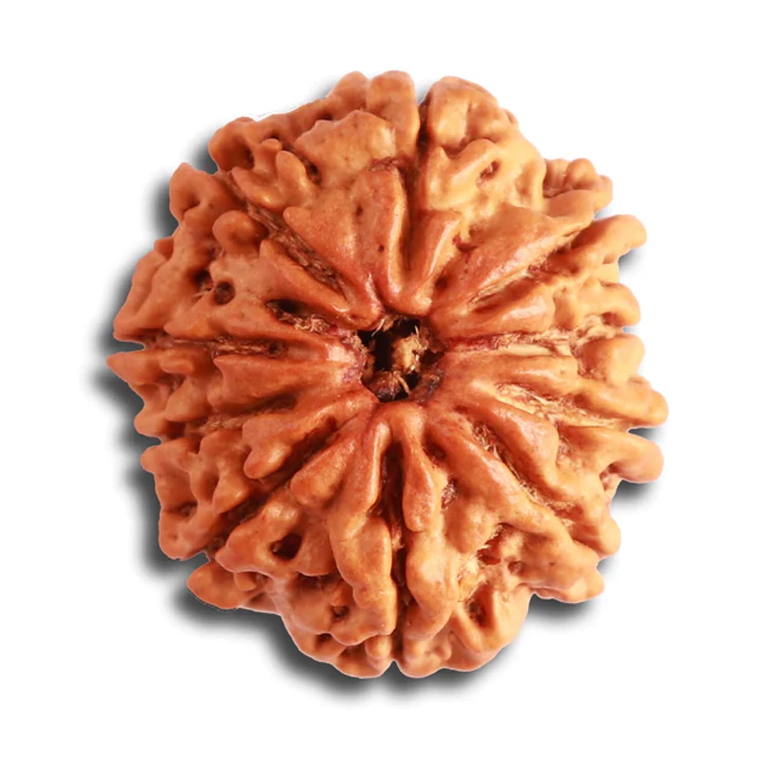 10 Mukhi Nepalese Rudraksha - Bead No. 350 – Rudra and Sons