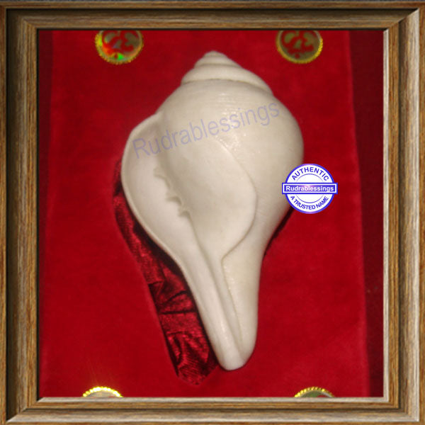 Valampuri Shankh - 119 gms – Rudra and Sons