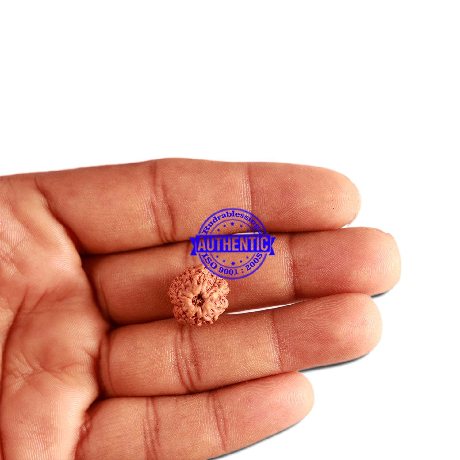 11 Mukhi Indonesian Rudraksha - Bead No. 207 – Rudra and Sons