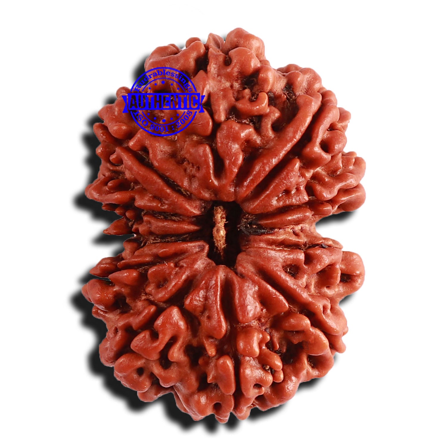 Gaurishanker Nepalese Rudraksha Bead No. - 285 – Rudra and Sons