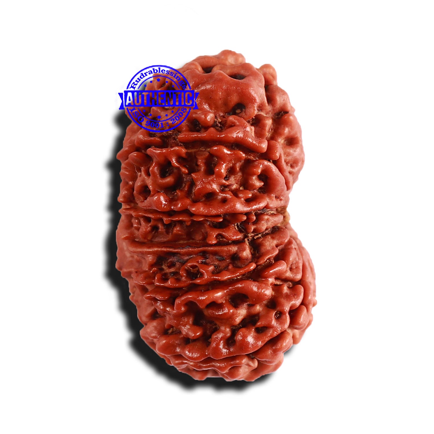 Gaurishanker Nepalese Rudraksha Bead No. - 285 – Rudra and Sons