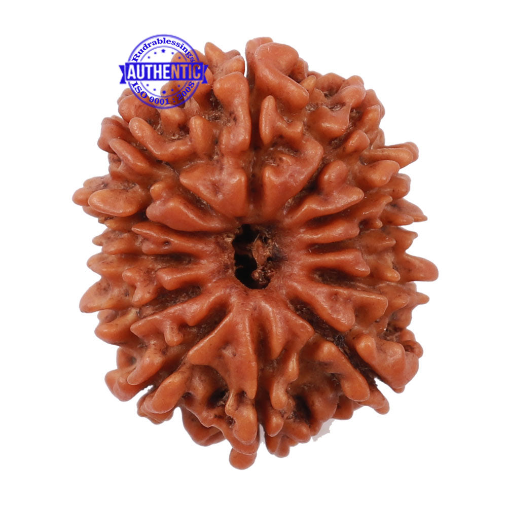 12 Mukhi Nepalese Rudraksha - Bead No 136 – Rudra and Sons