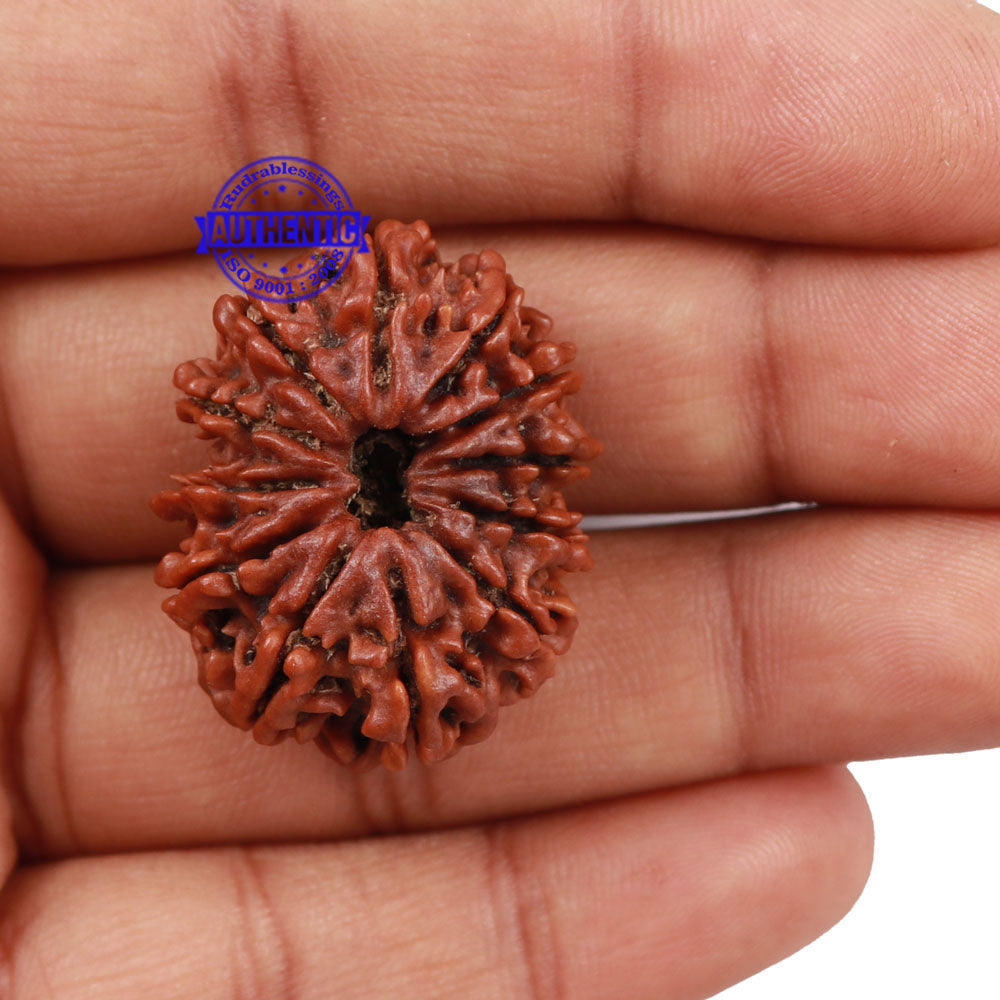 12 Mukhi Nepalese Rudraksha - Bead No 144 – Rudra and Sons