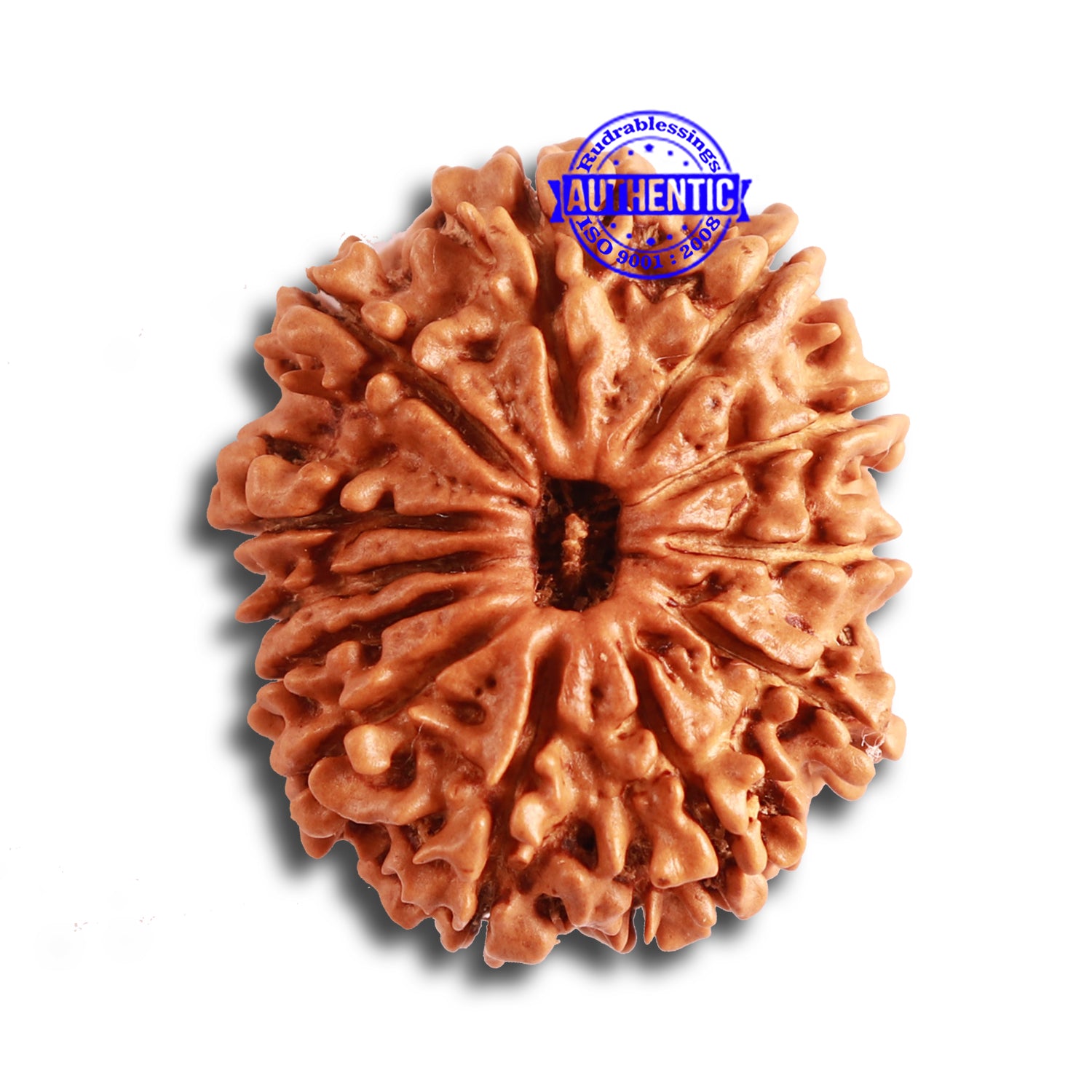 12 Mukhi Nepalese Rudraksha - Bead No 272 – Rudra and Sons