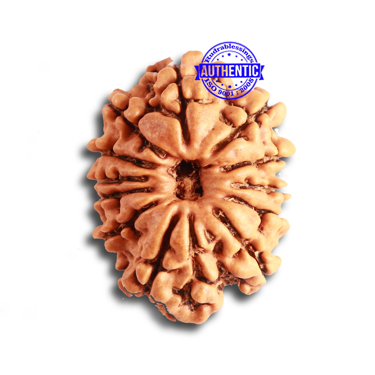12 Mukhi Nepalese Rudraksha - Bead No 280 – Rudra and Sons