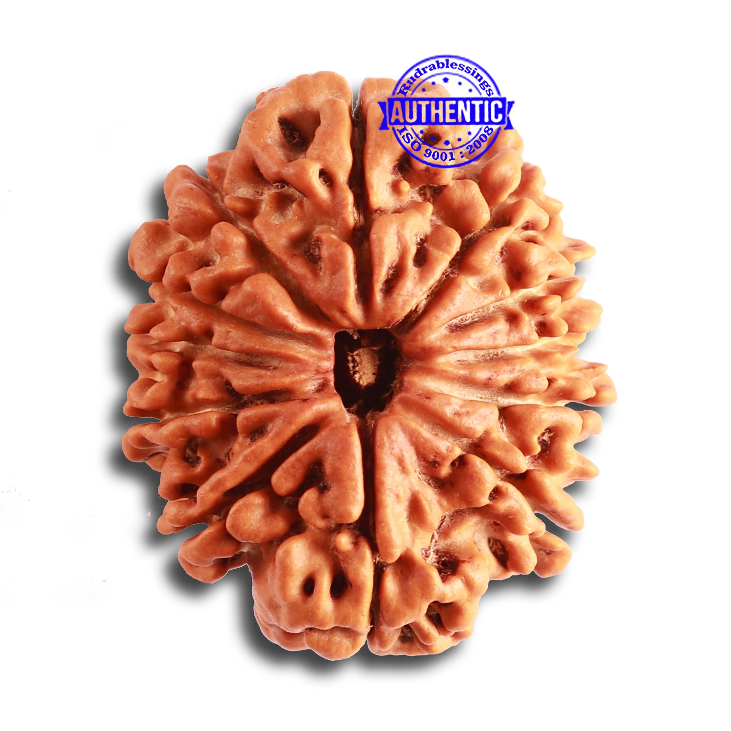 12 Mukhi Nepalese Rudraksha - Bead No 323 – Rudra and Sons