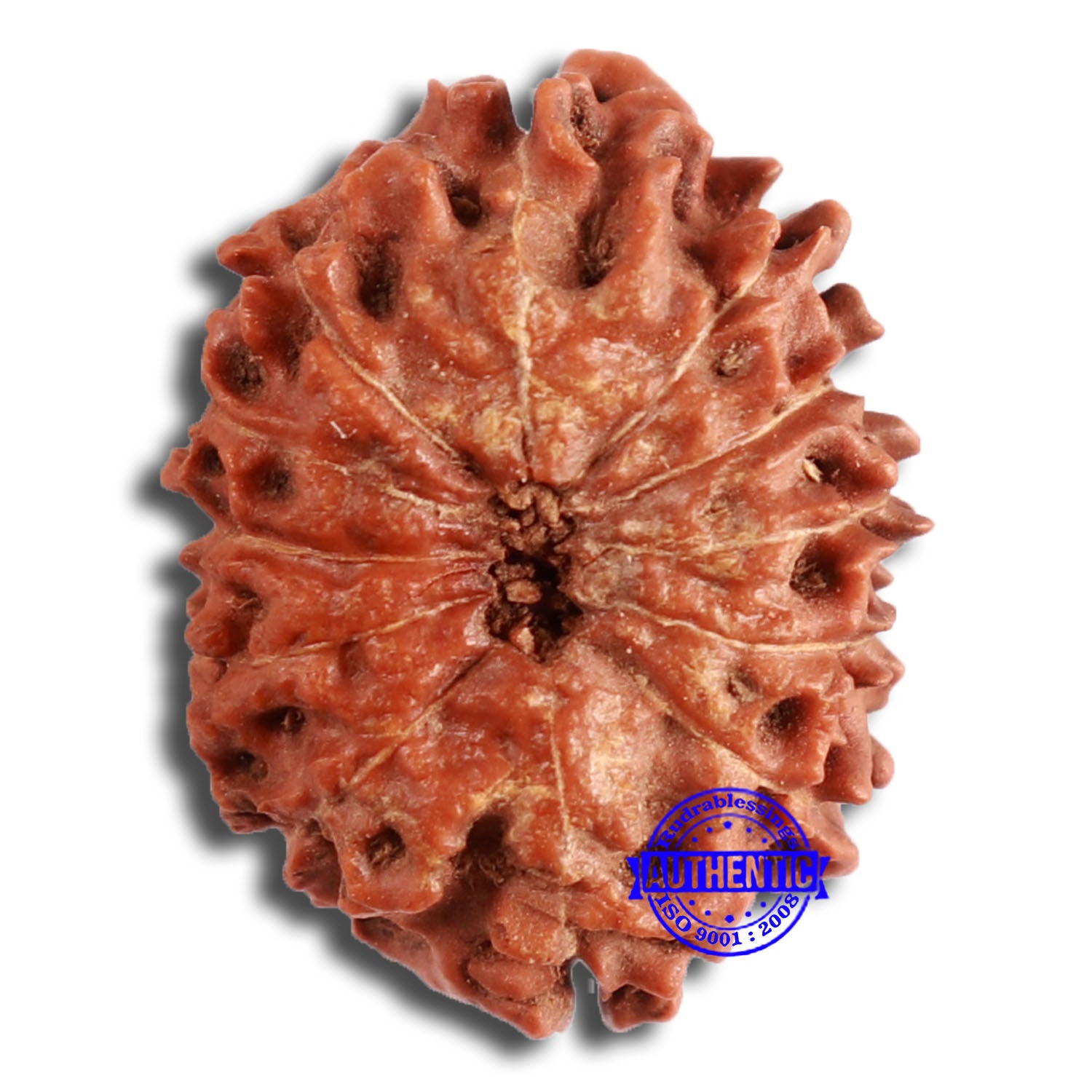 12 Mukhi Indonesian Rudraksha - Bead No. 273 – Rudra and Sons