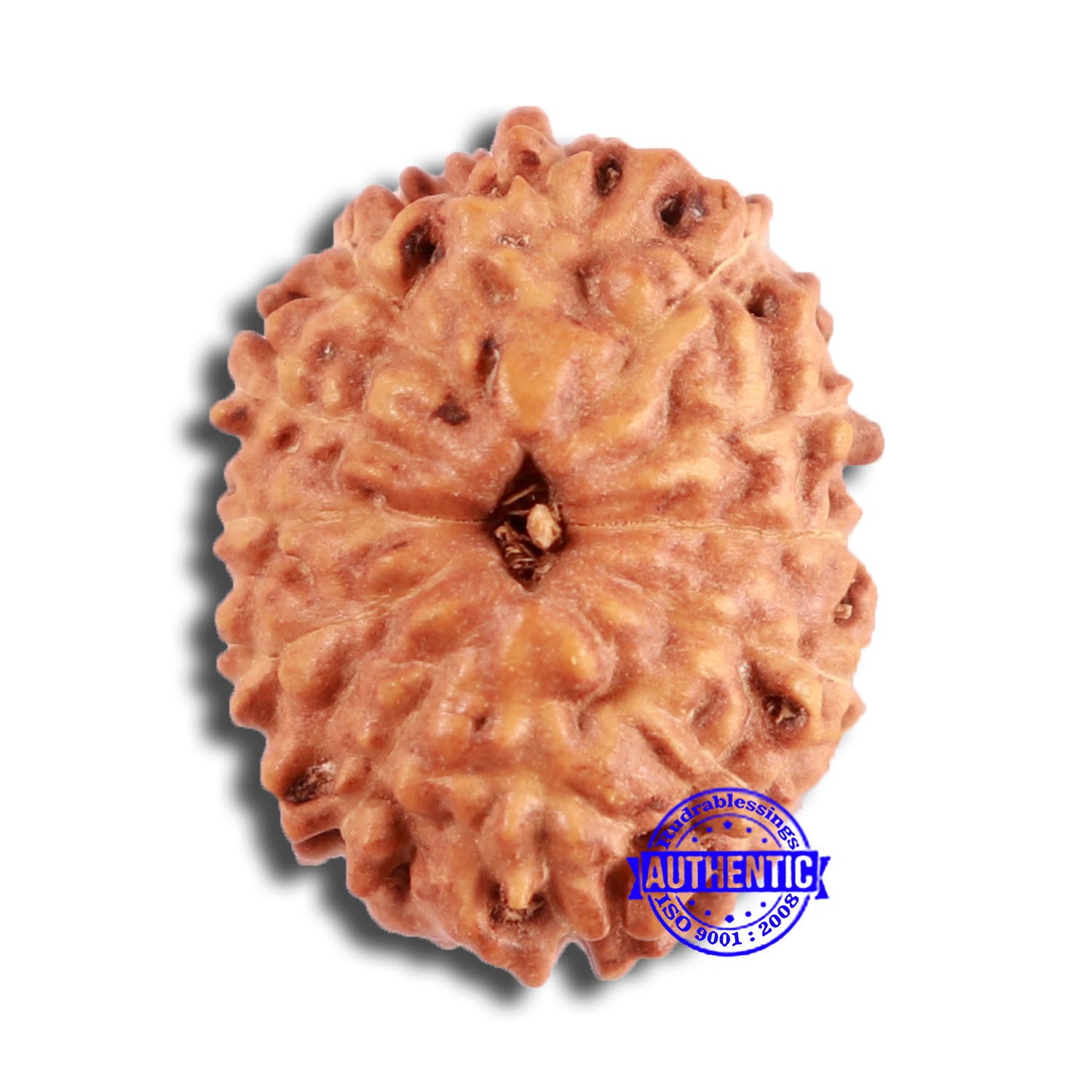 12 Mukhi Indonesian Rudraksha - Bead No. 278 – Rudra and Sons