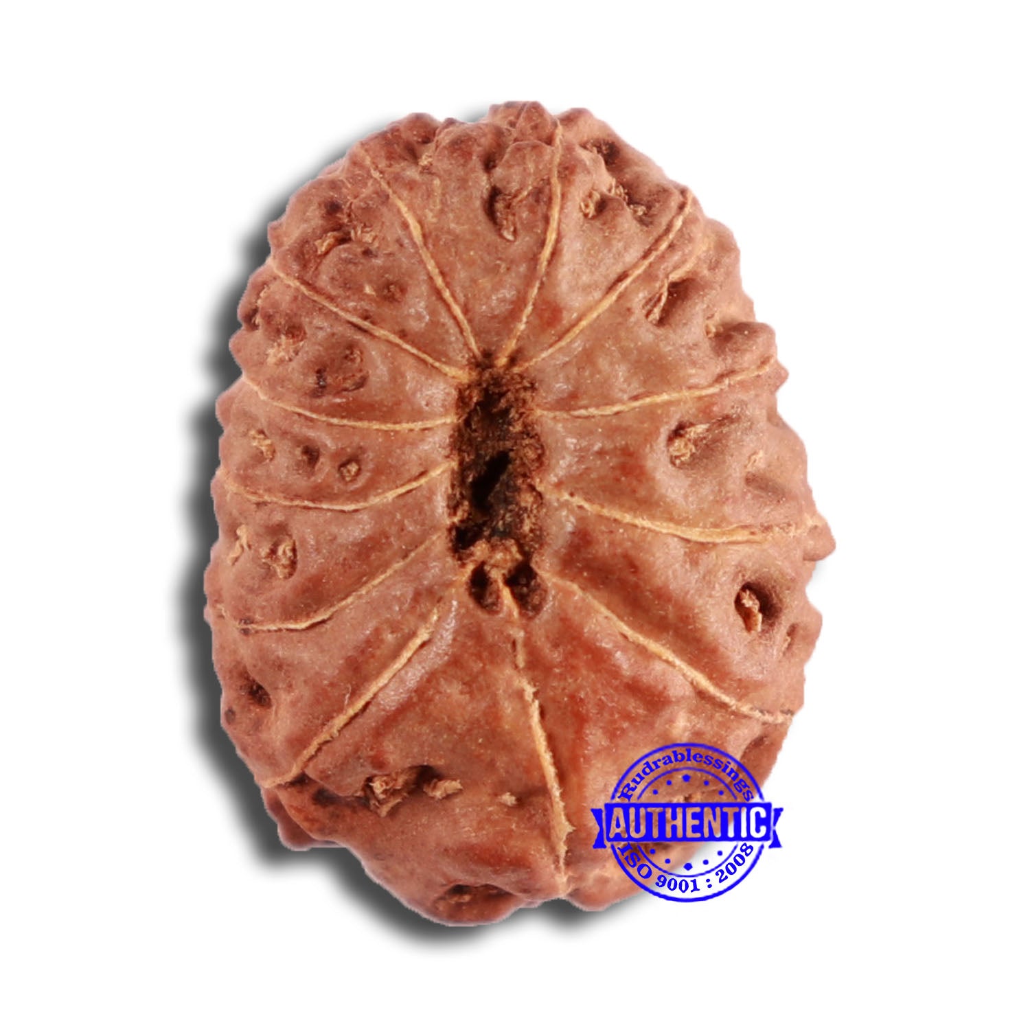 12 Mukhi Indonesian Rudraksha - Bead No. 282 – Rudra and Sons