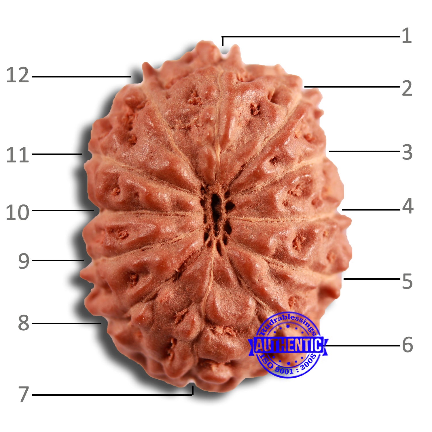 12 Mukhi Indonesian Rudraksha - Bead No. 286 – Rudra and Sons