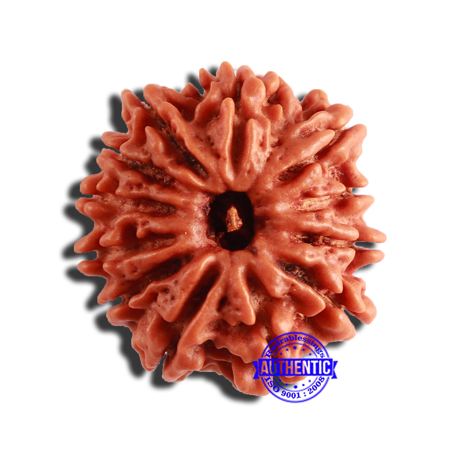 12 Mukhi Nepalese Rudraksha - Bead No 282 – Rudra and Sons
