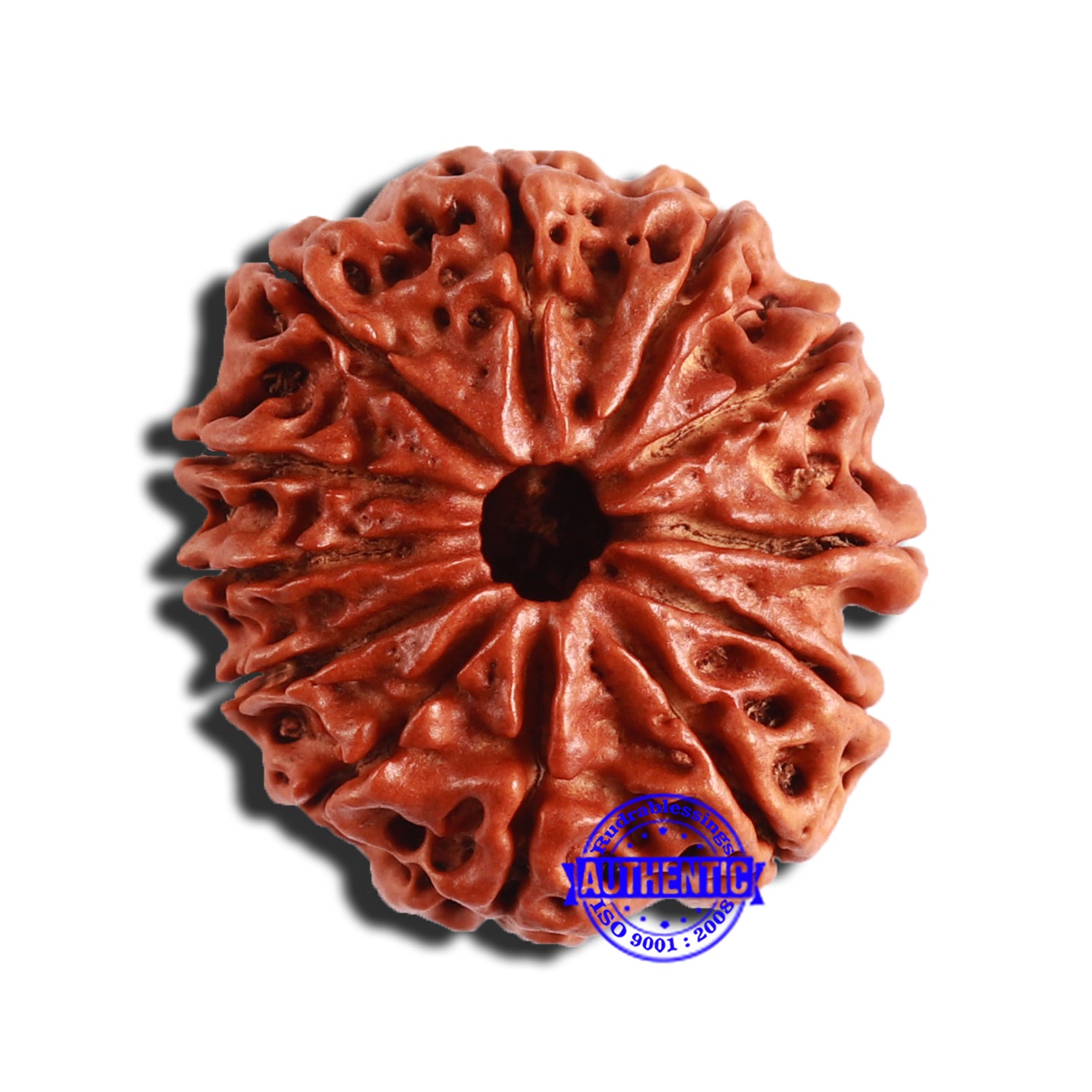 12 Mukhi Nepalese Rudraksha - Bead No 289 – Rudra and Sons