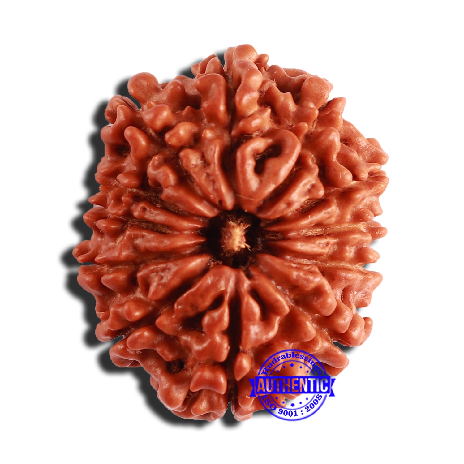 12 Mukhi Nepalese Rudraksha - Bead No 300 – Rudra and Sons