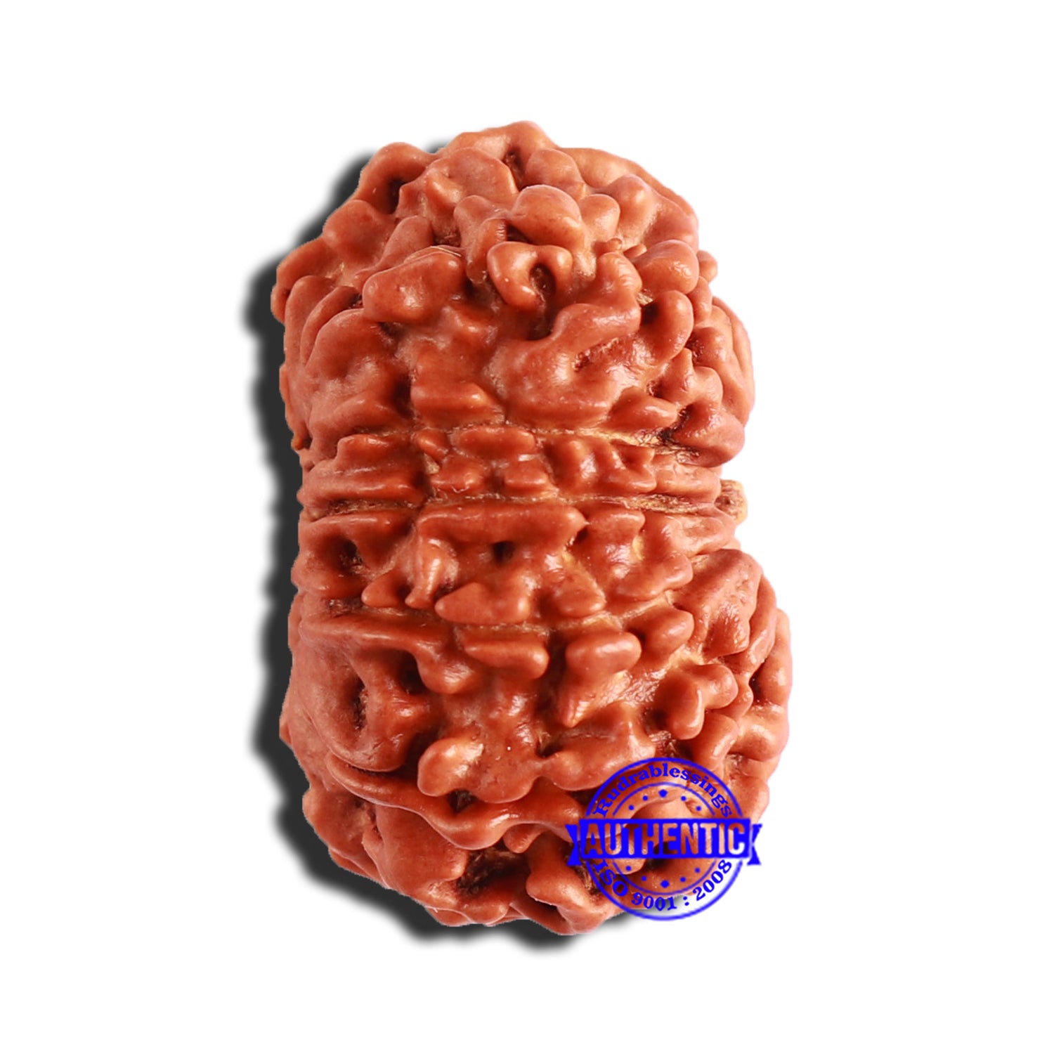 12 Mukhi Nepalese Rudraksha - Bead No 300 – Rudra and Sons
