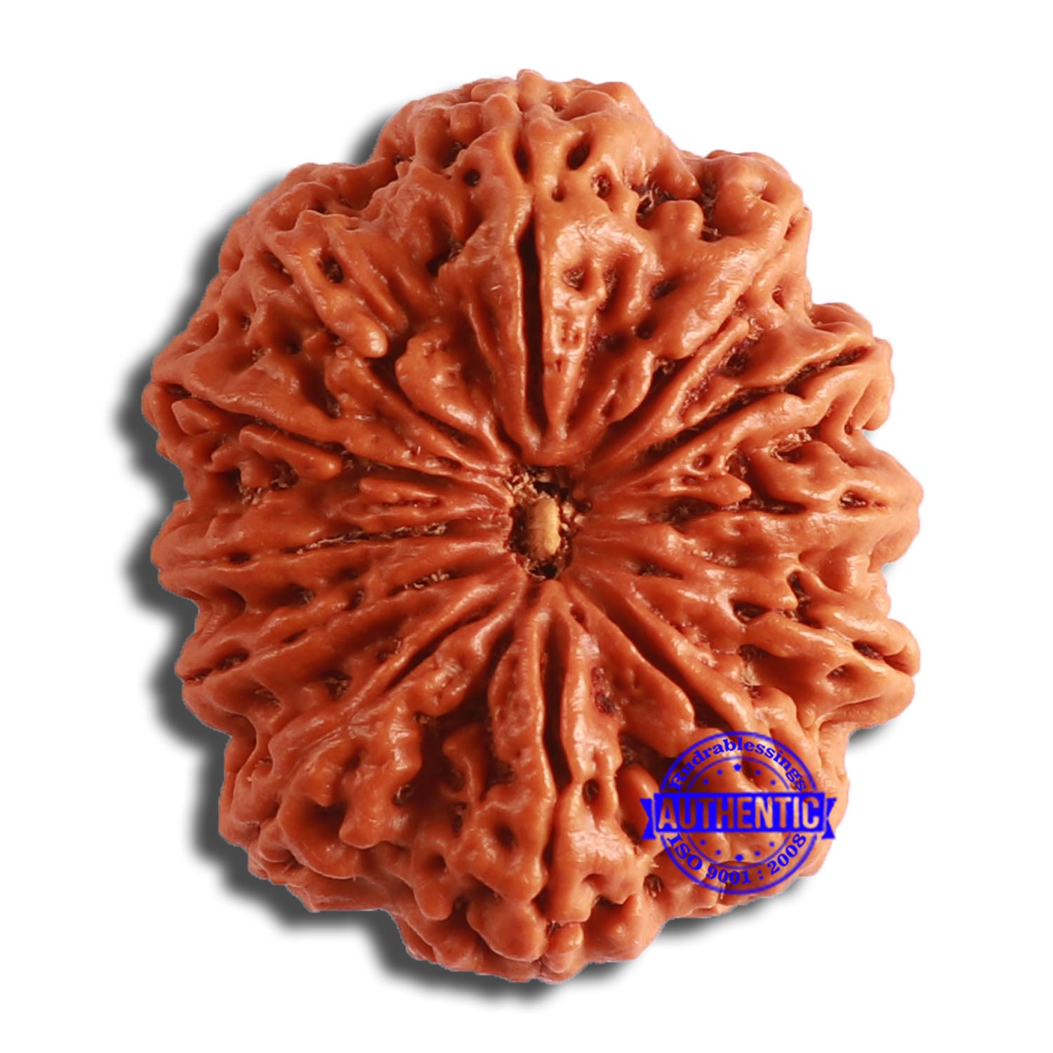 12 Mukhi Nepalese Rudraksha - Bead No 334 – Rudra and Sons