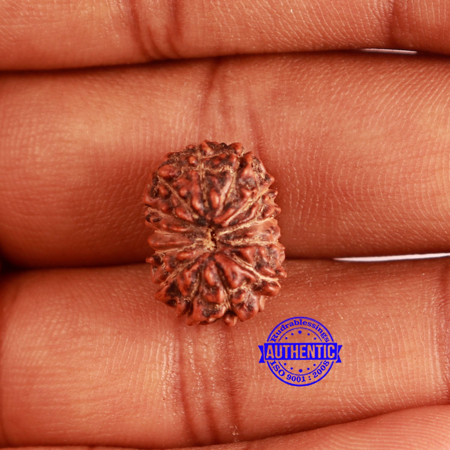 13 Mukhi Indonesian Rudraksha - Bead No 217 – Rudra and Sons