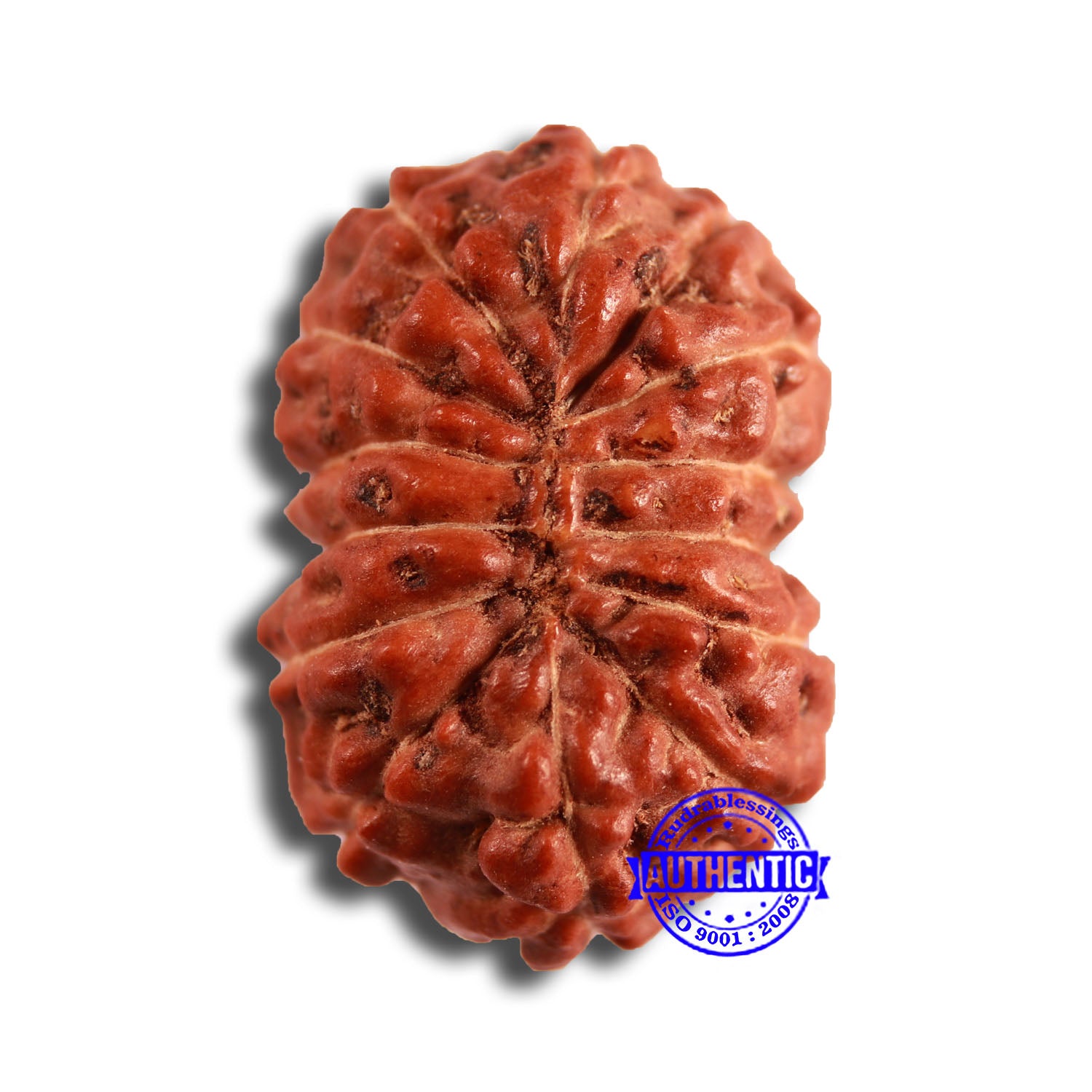 13 Mukhi Indonesian Rudraksha - Bead No 249 – Rudra and Sons