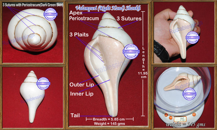 Valampuri Shankh - 145 gms – Rudra and Sons