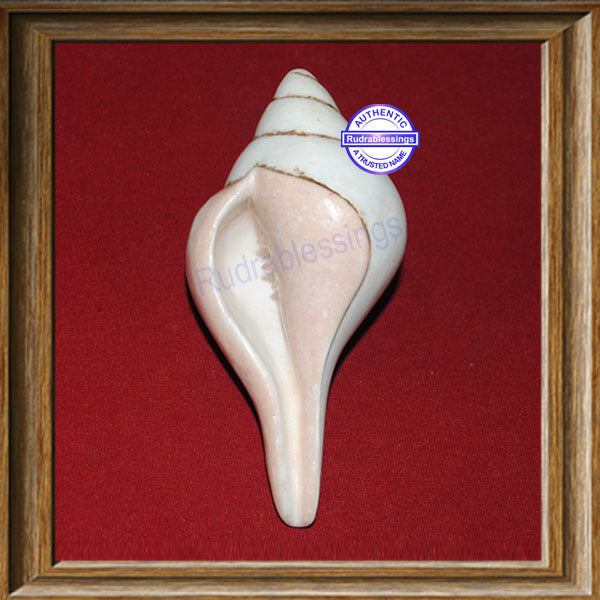 Valampuri Shankh - 145 gms – Rudra and Sons