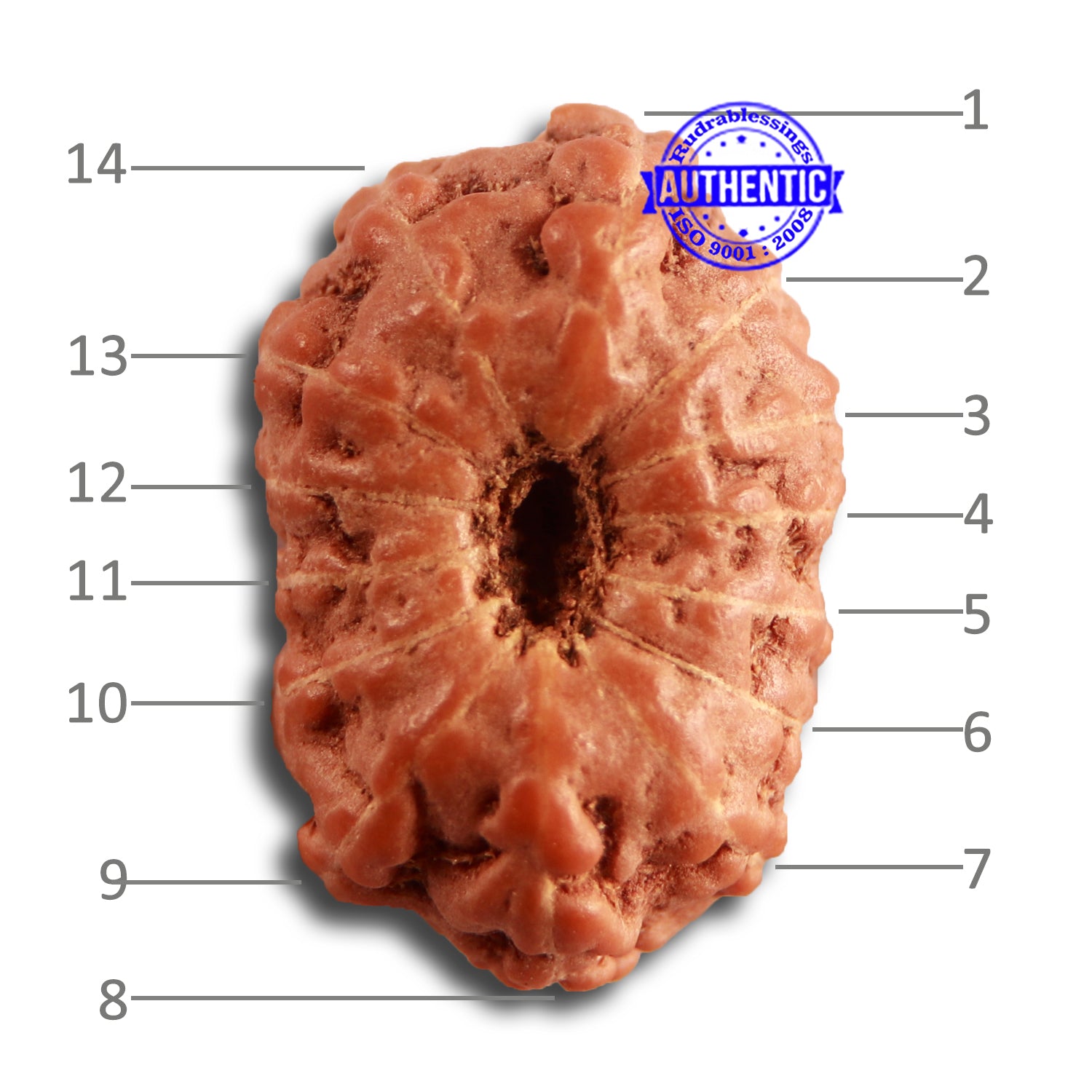 14 mukhi Indonesian Rudraksha - Bead No. 277 – Rudra and Sons