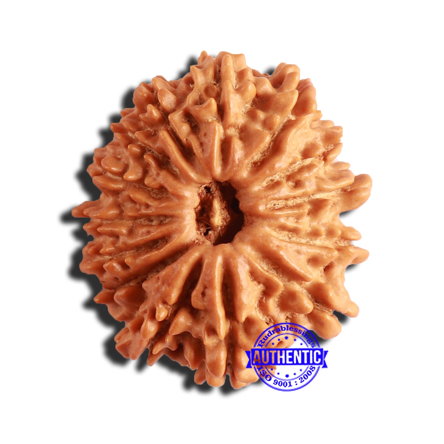14 Mukhi Nepalese Rudraksha - Bead No. 288 – Rudra and Sons