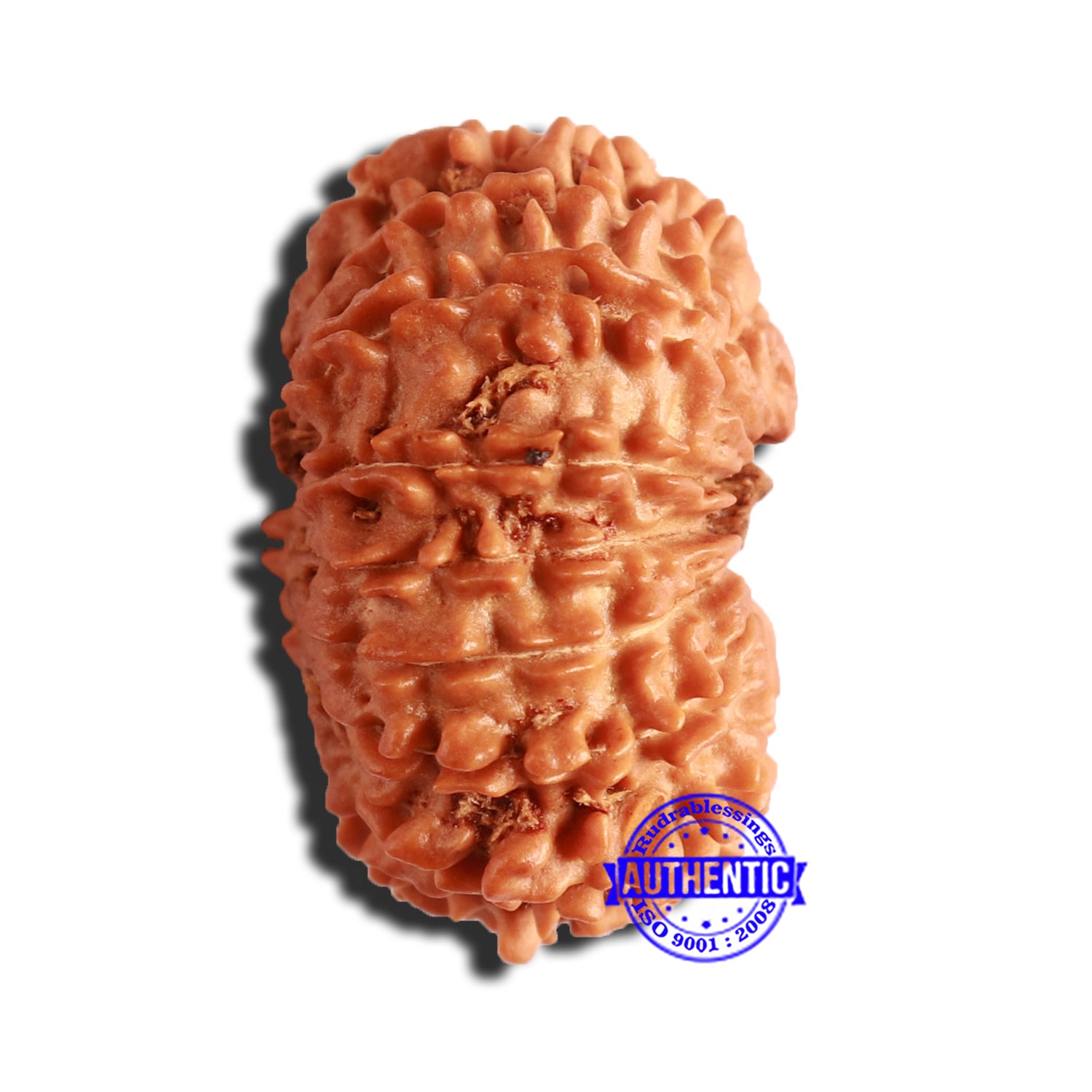 14 Mukhi Nepalese Rudraksha - Bead No. 292 – Rudra and Sons