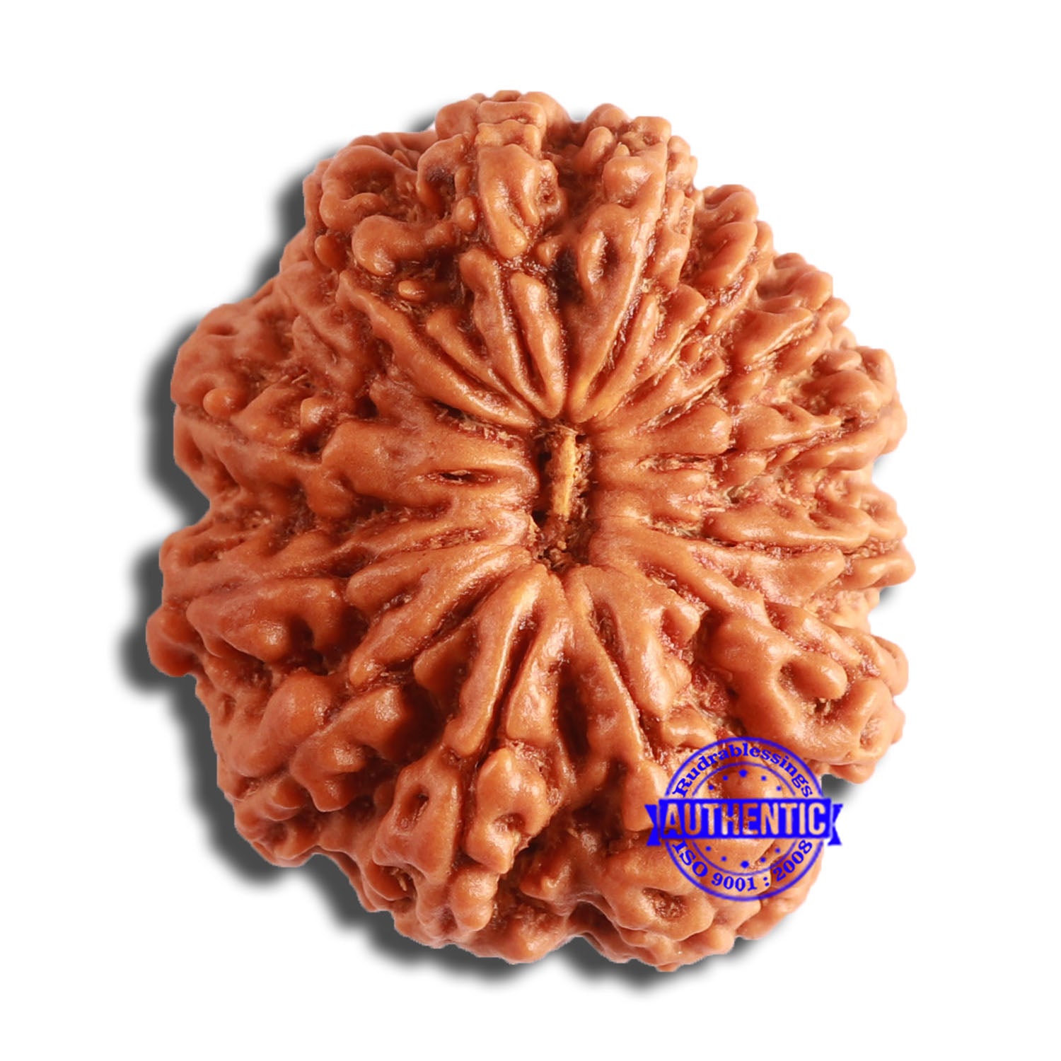 14 Mukhi Nepalese Rudraksha - Bead No. 350 – Rudra and Sons