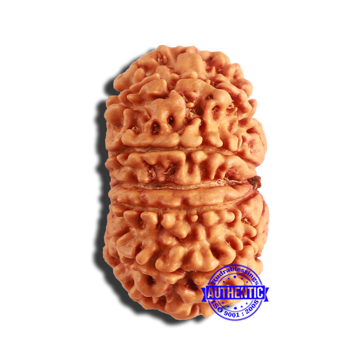 13 Mukhi Nepalese Rudraksha - Bead No. 334 – Rudra and Sons
