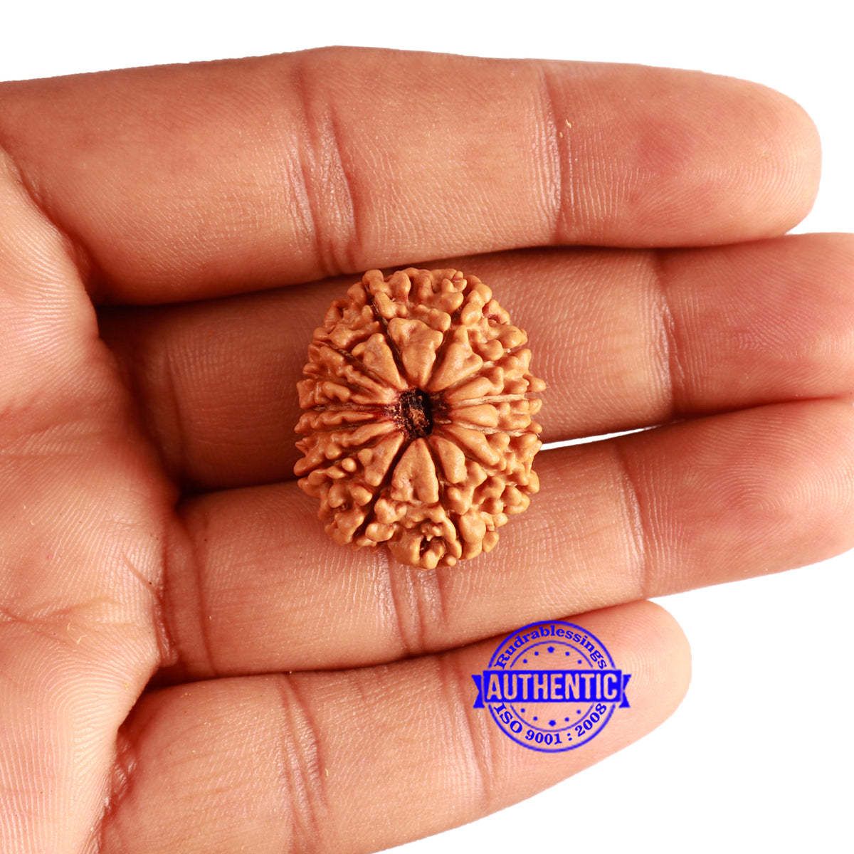 13 Mukhi Nepalese Rudraksha - Bead No. 338 – Rudra and Sons