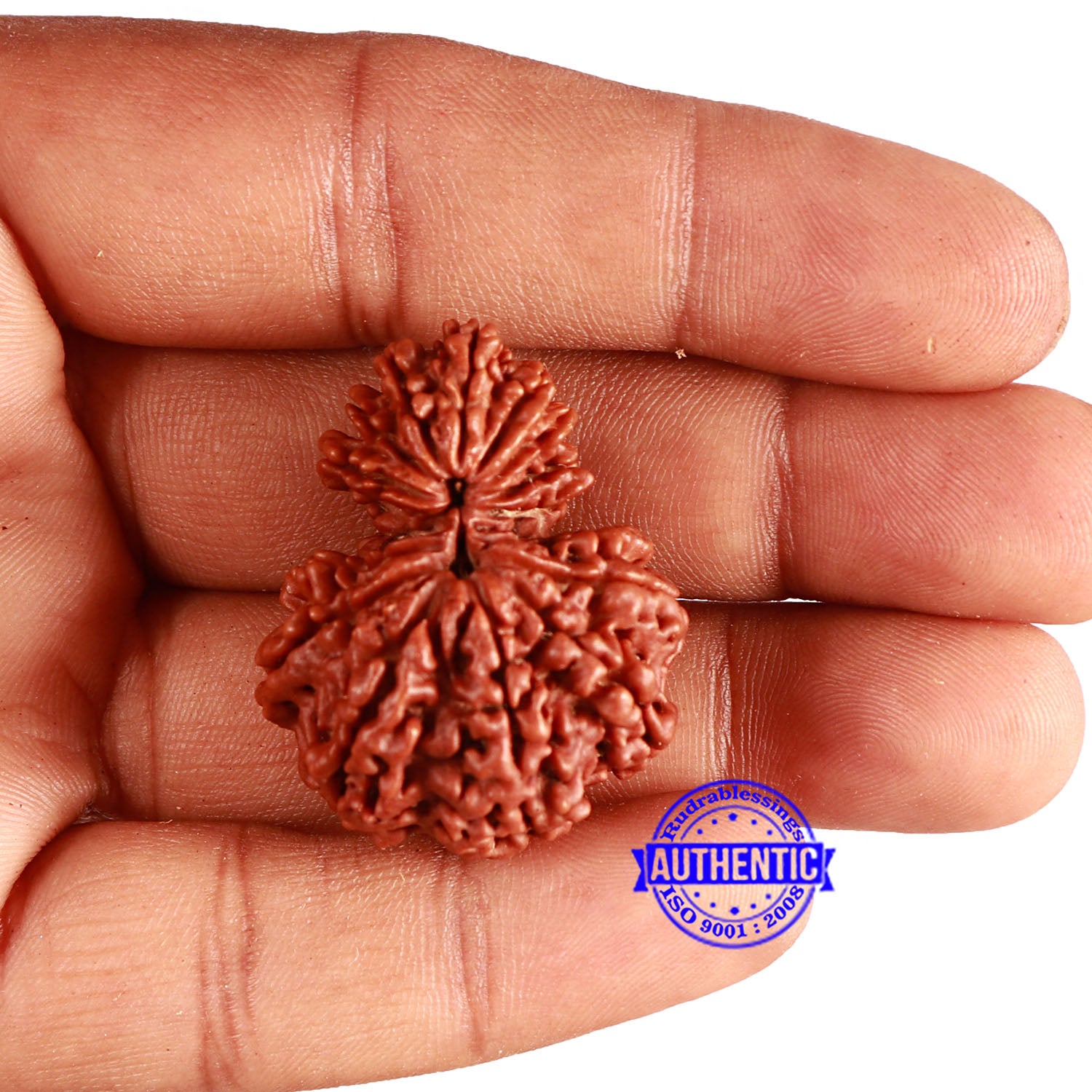 16 Mukhi Garbh Gauri Rudraksha from Nepal - Bead No. 99 – Rudra and Sons