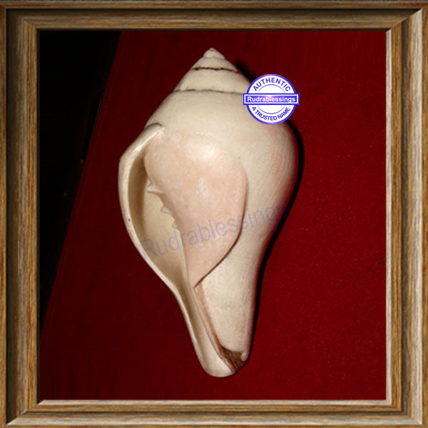 Valampuri Shankh - 198 gms – Rudra and Sons