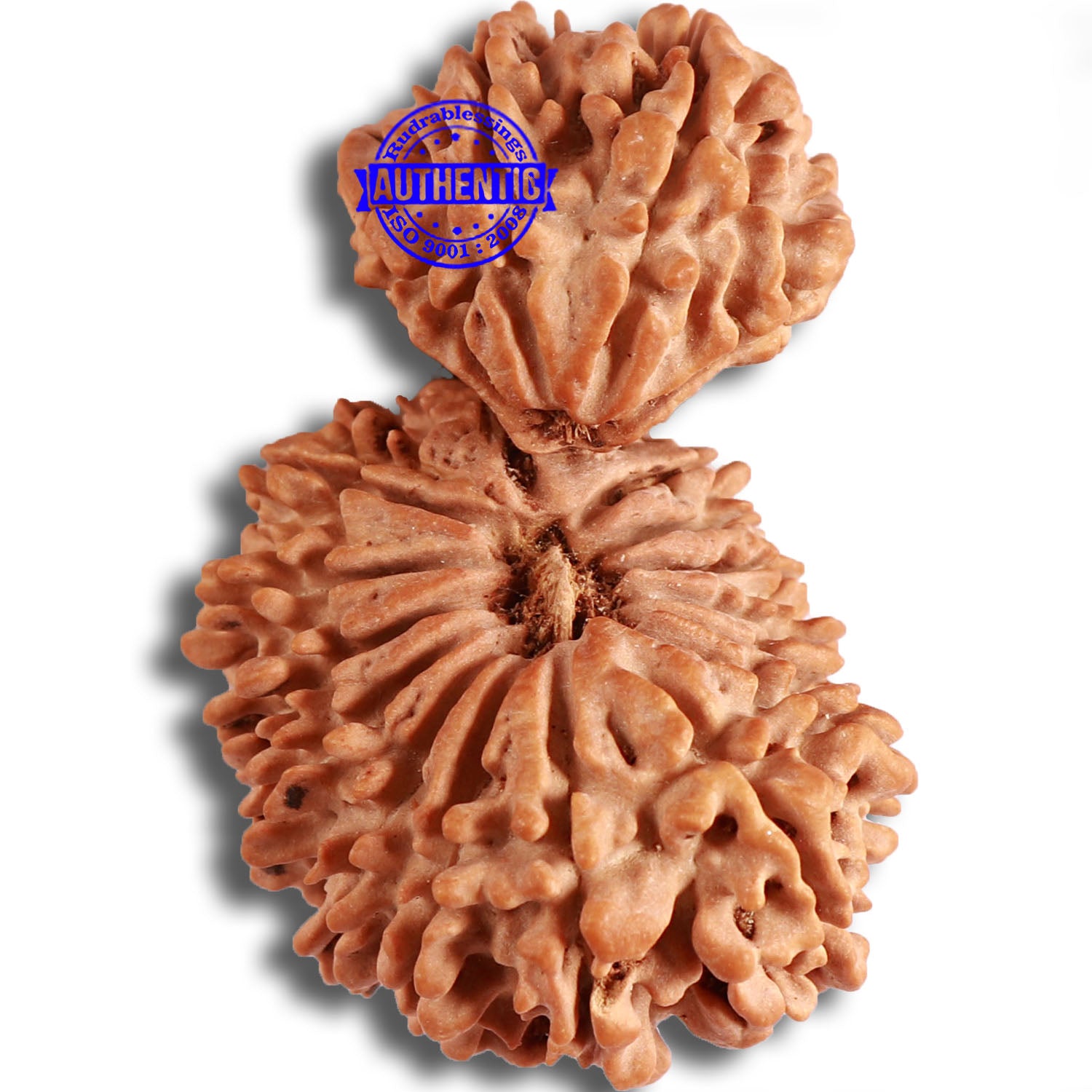 19 Mukhi Gaurishankar Nepalese Rudraksha - Bead No 16 – Rudra and Sons