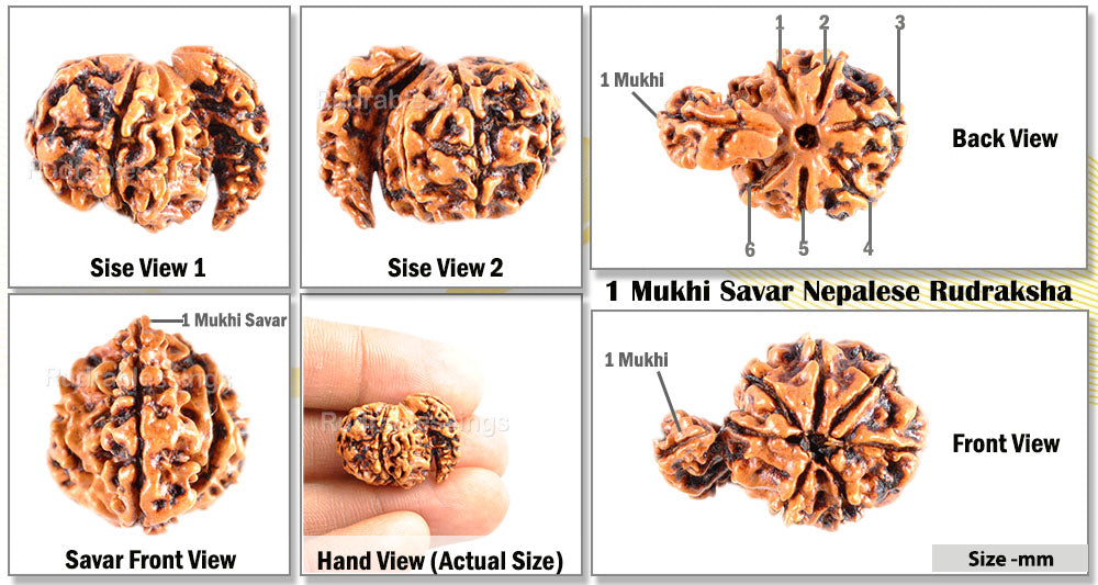 1 Mukhi Double Savar Rudraksha from Nepal - Bead No. 74 – Rudra and Sons