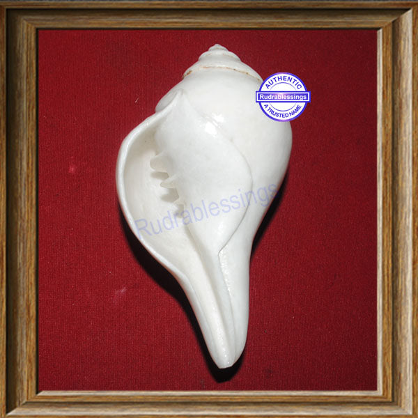 Valampuri Shankh - 220 gms – Rudra and Sons