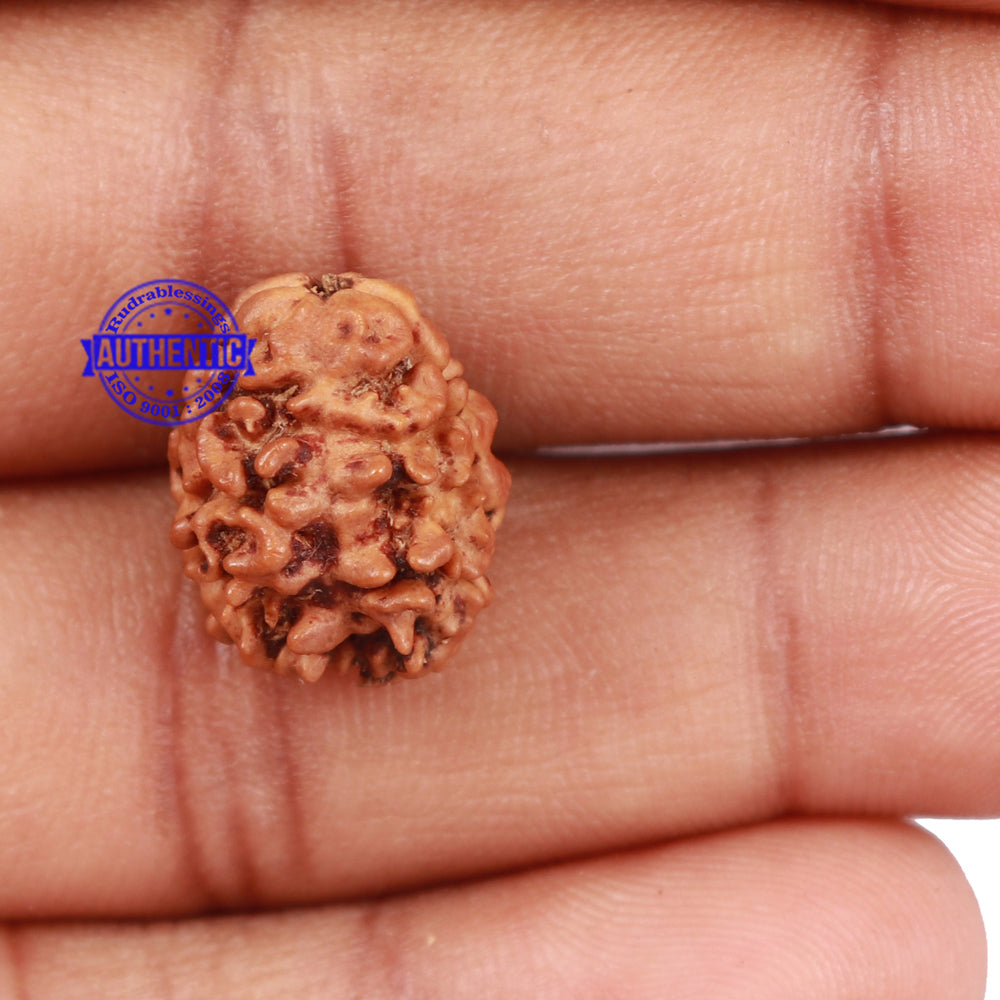 2 Mukhi Rudraksha from Nepal - Bead No. 98 – Rudra and Sons