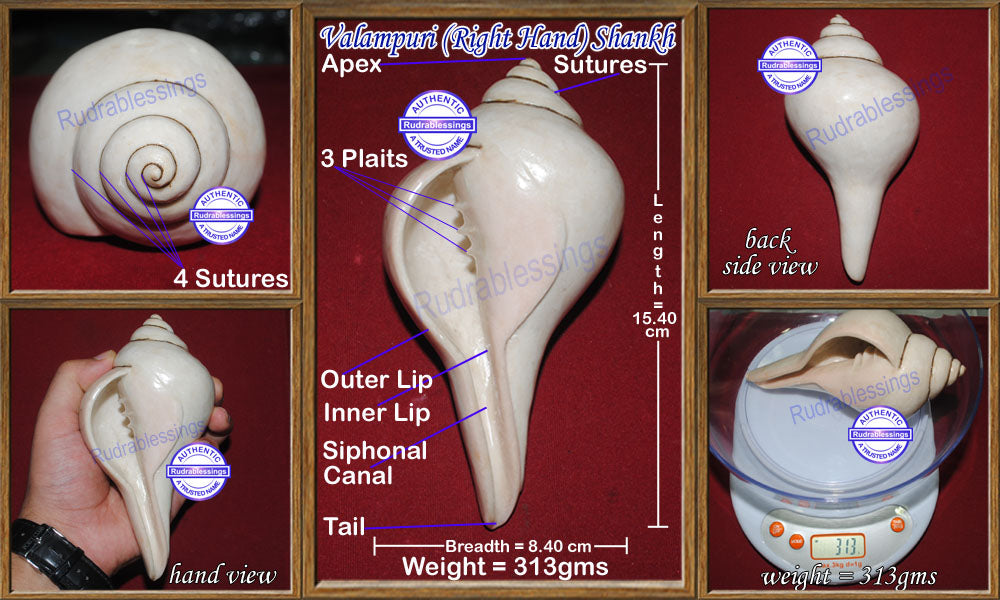 Valampuri Shankh - 313 gms – Rudra and Sons